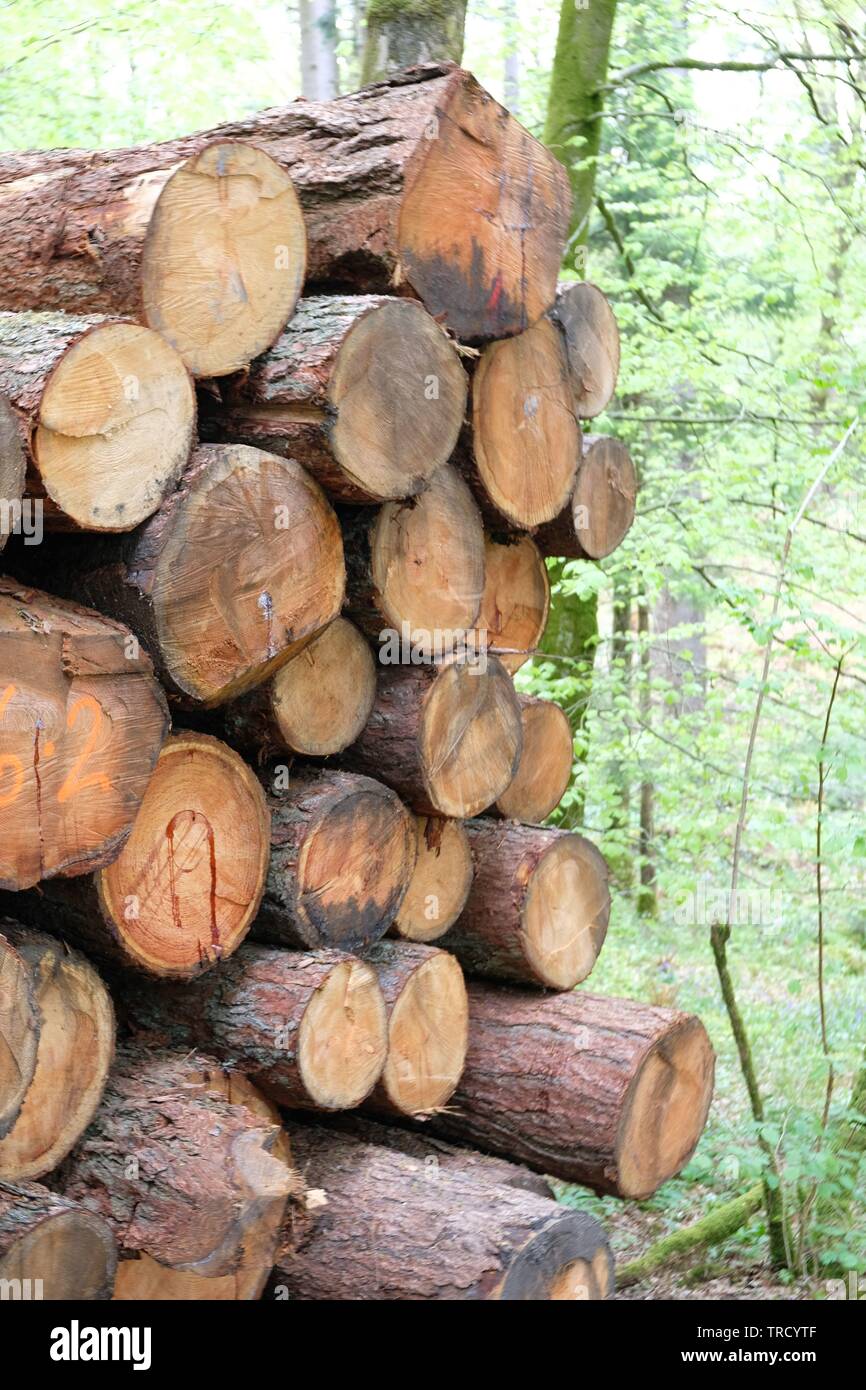 Cut trees hi-res stock photography and images - Alamy