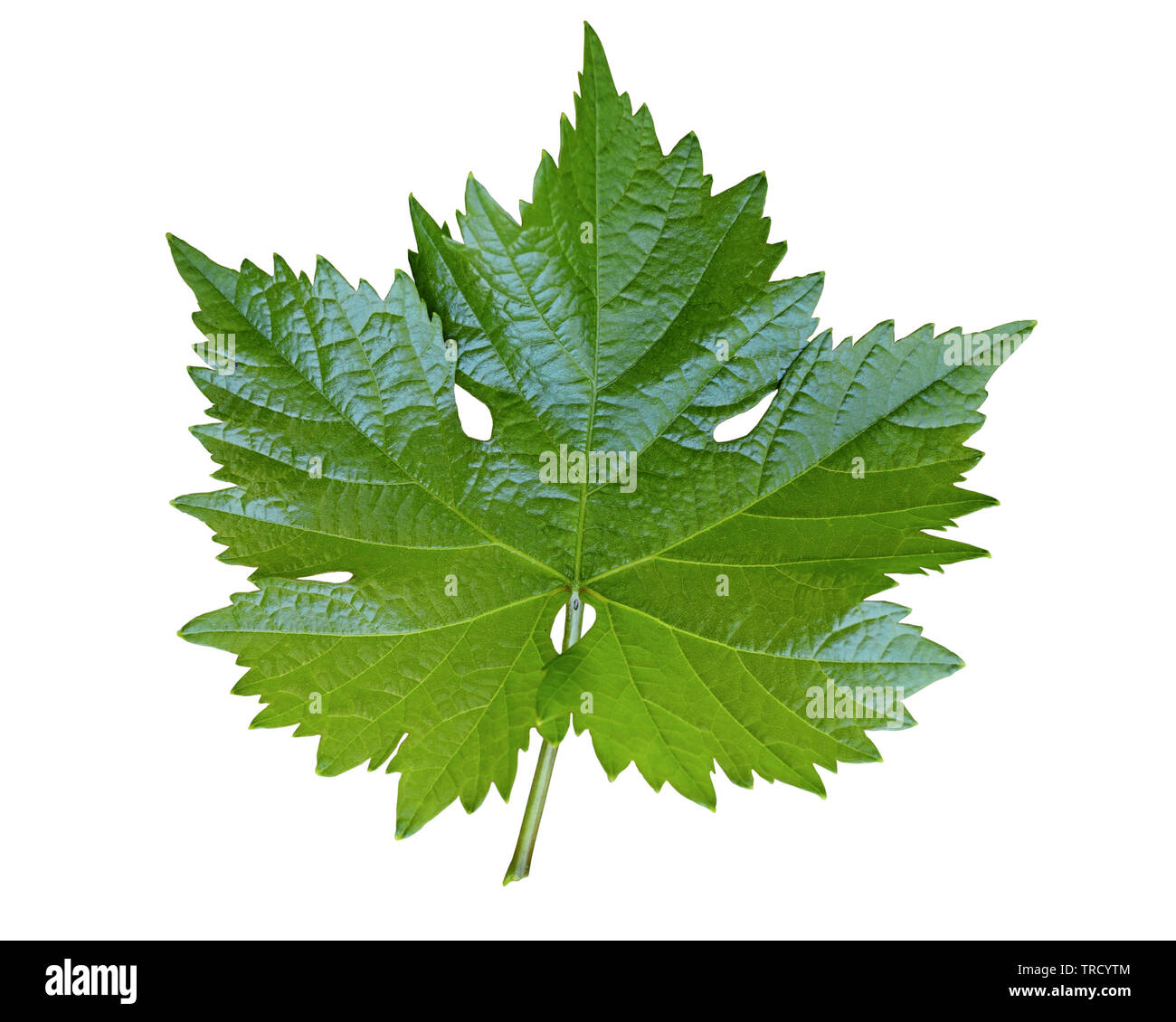 Bush grape Cut Out Stock Images & Pictures - Alamy