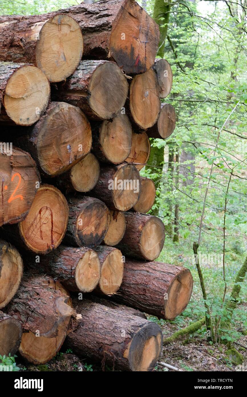 PIle of cut trees in a forest Stock Photo - Alamy
