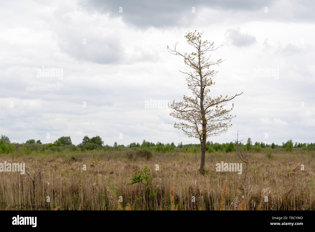 Single tree not in leaf growing on farmland Stock Photo - Alamy