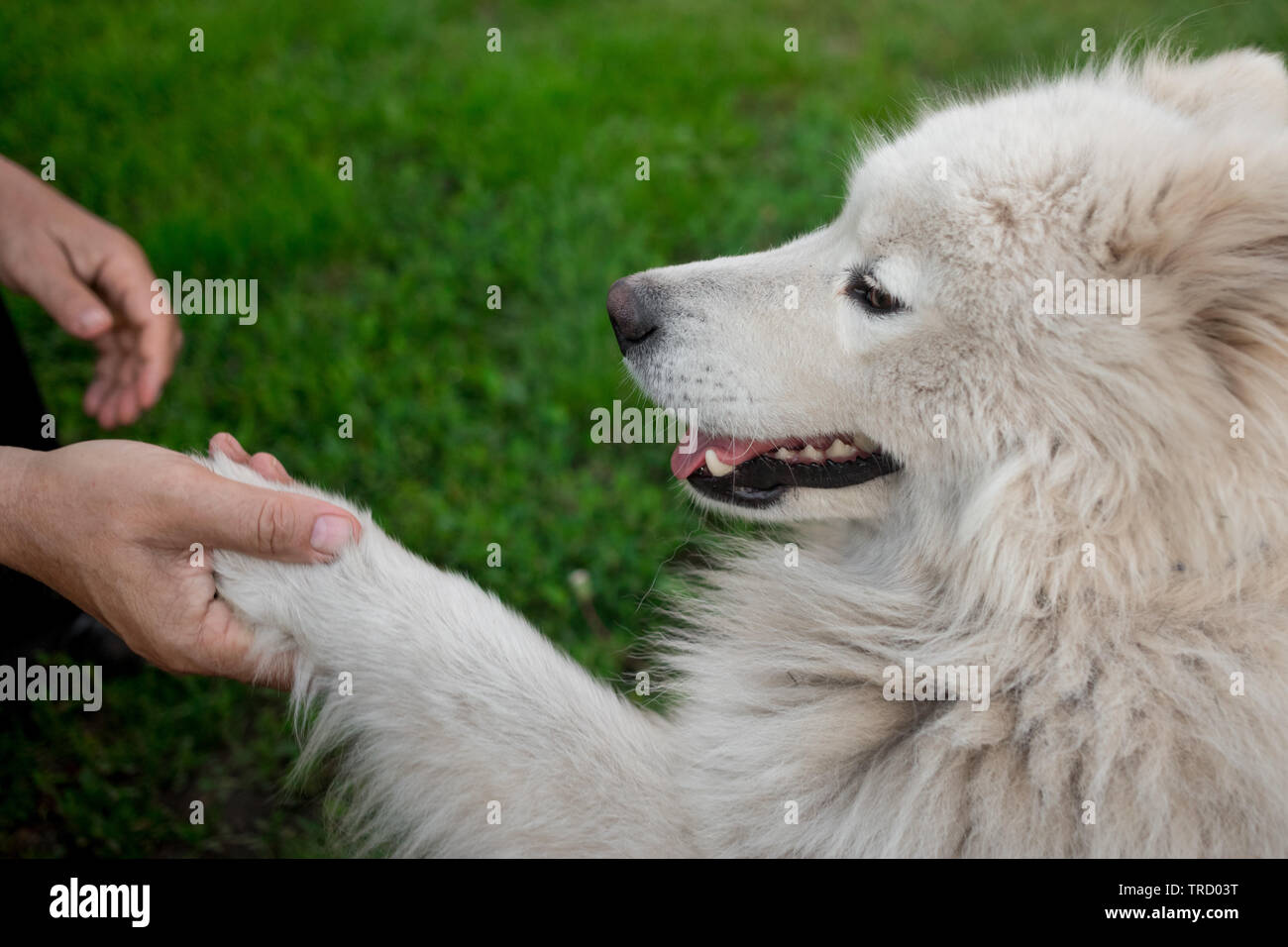 Young white male samoyed and man shake hands Stock Photo - Alamy