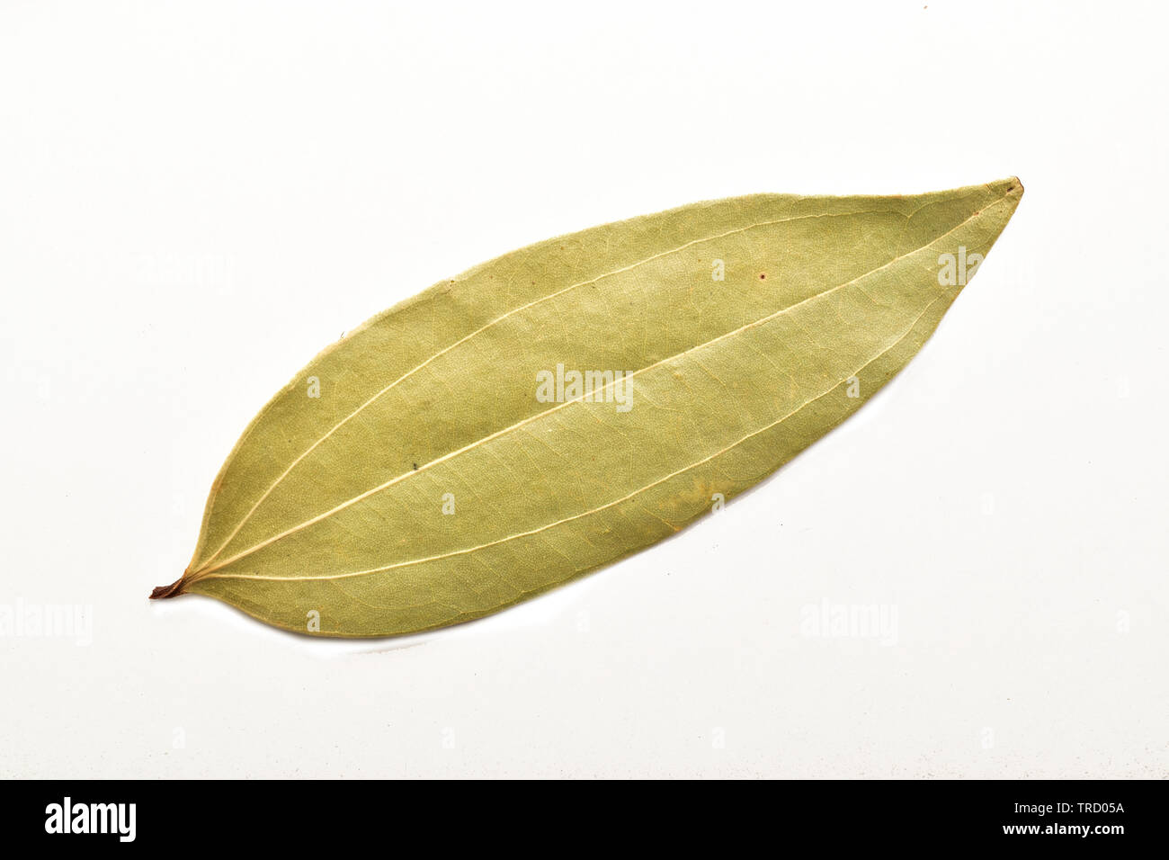 Bay leaf isolated on white background Stock Photo - Alamy