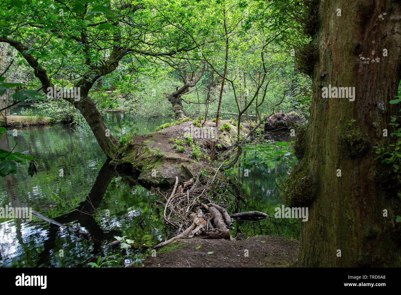 Grappenhall woods hi-res stock photography and images - Alamy