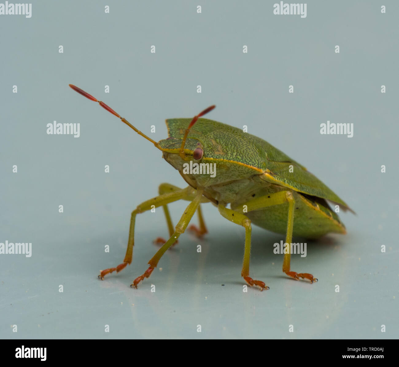Common sheild bug (palomena prasina) on green table Stock Photo - Alamy