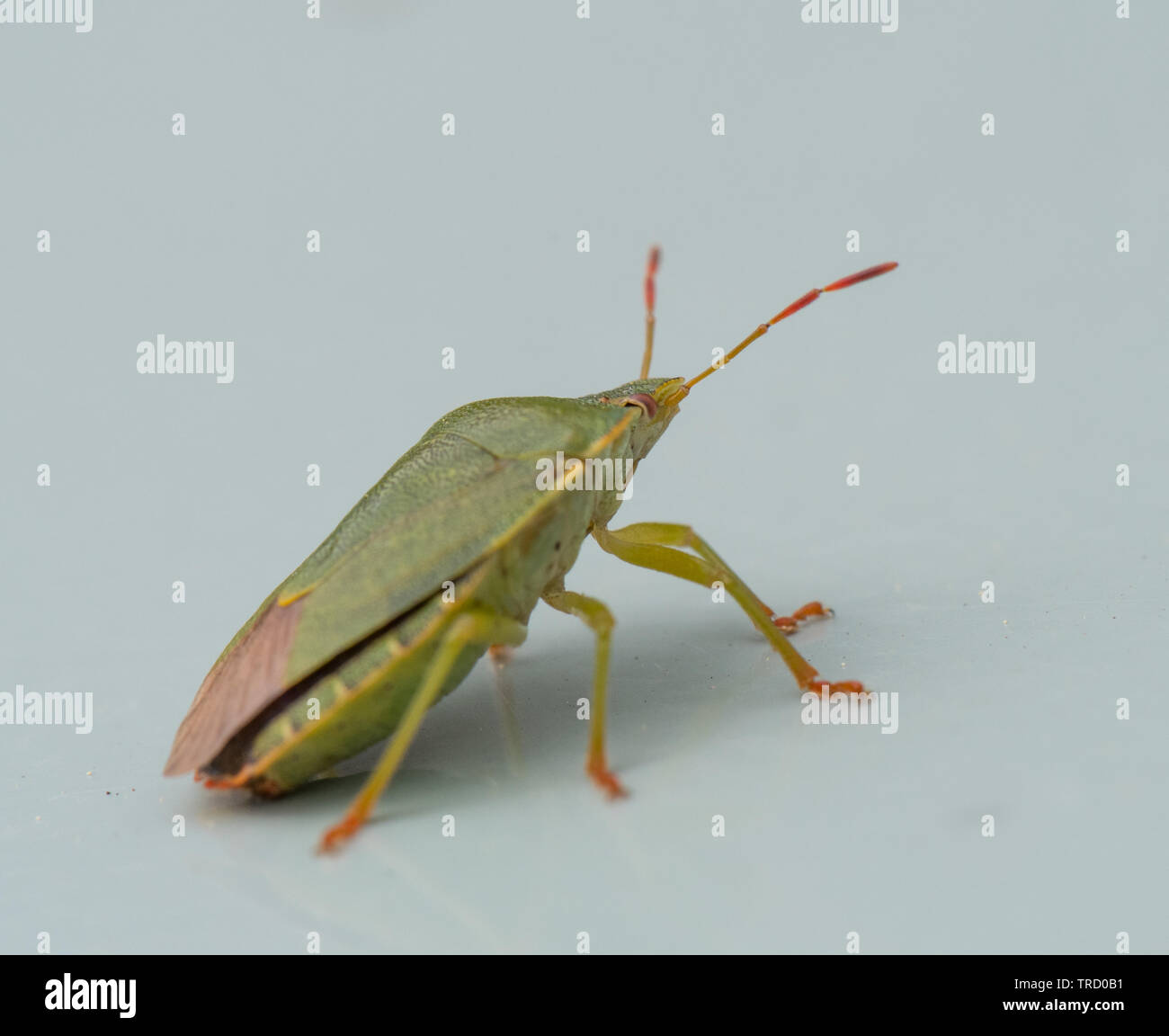 Common sheild bug (palomena prasina) on green table Stock Photo - Alamy