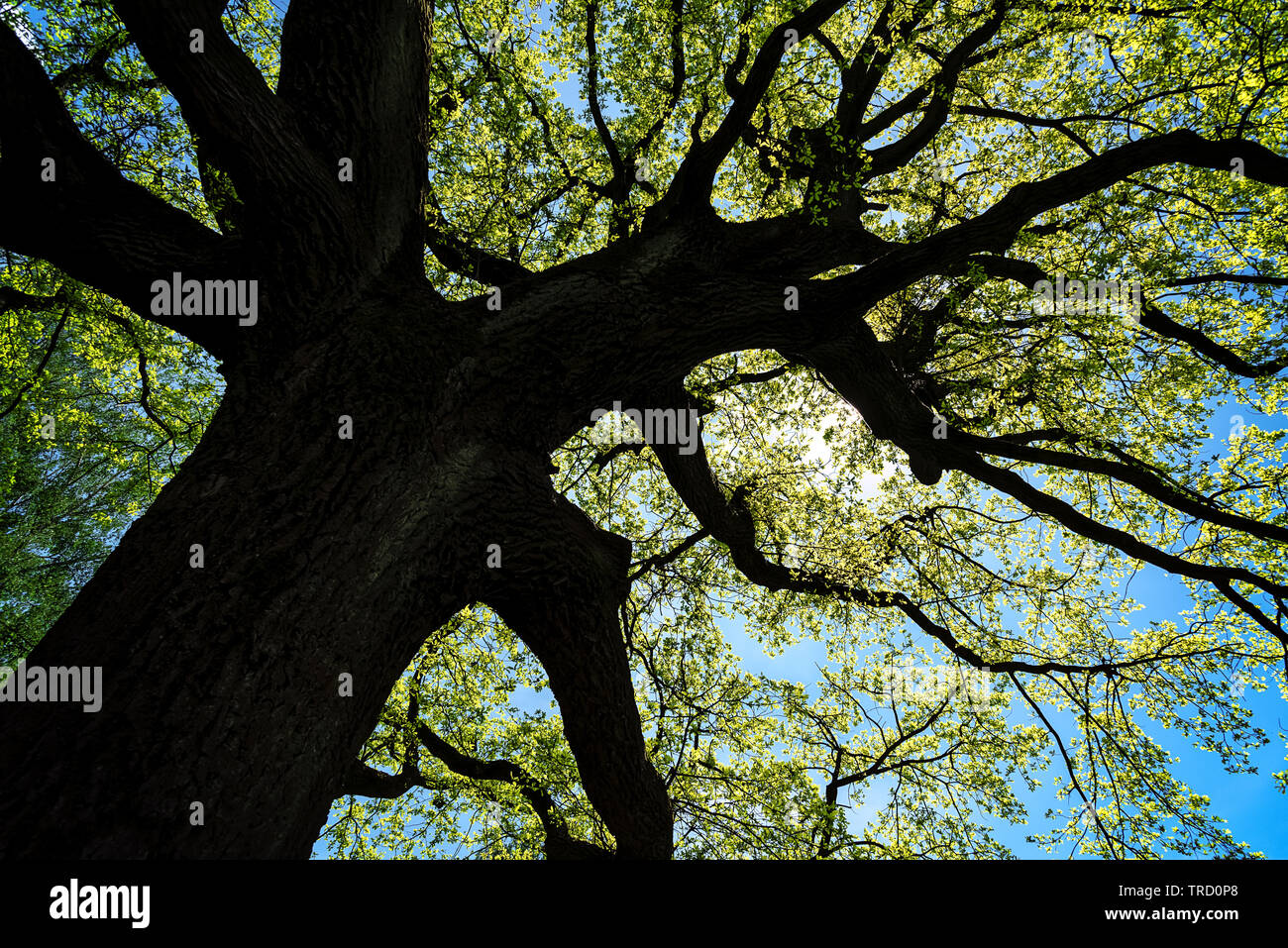 Sun canopy wood beams hi-res stock photography and images - Alamy