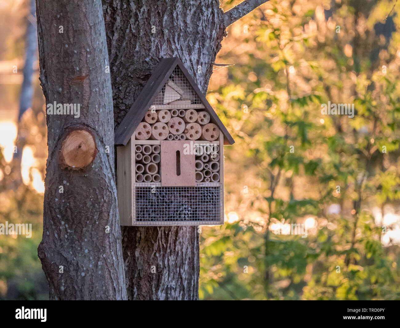 Natural habitat for bugs and insects hi-res stock photography and ...