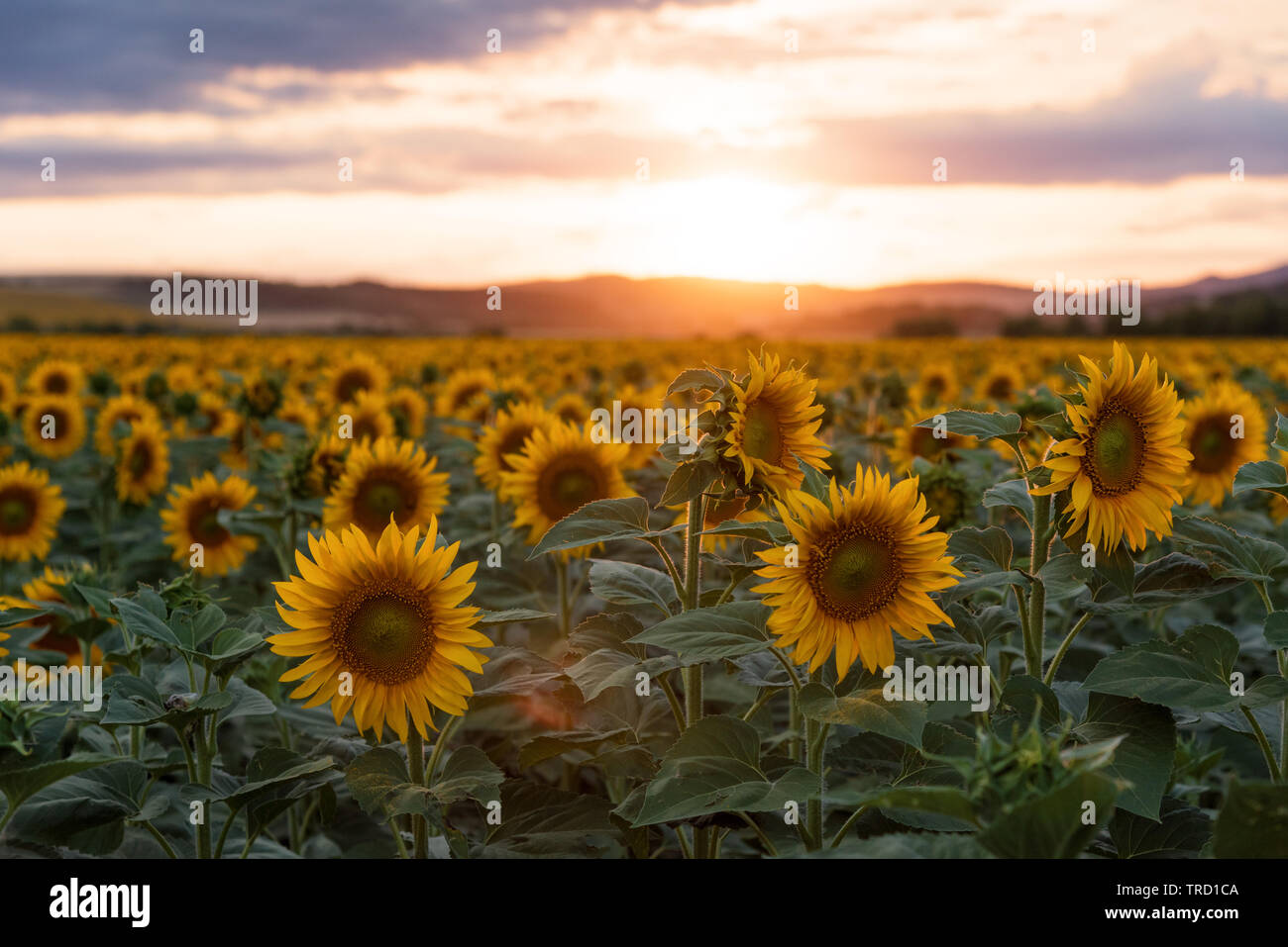 Sunflower field in rural area, under storm clouds, in summer Stock ...