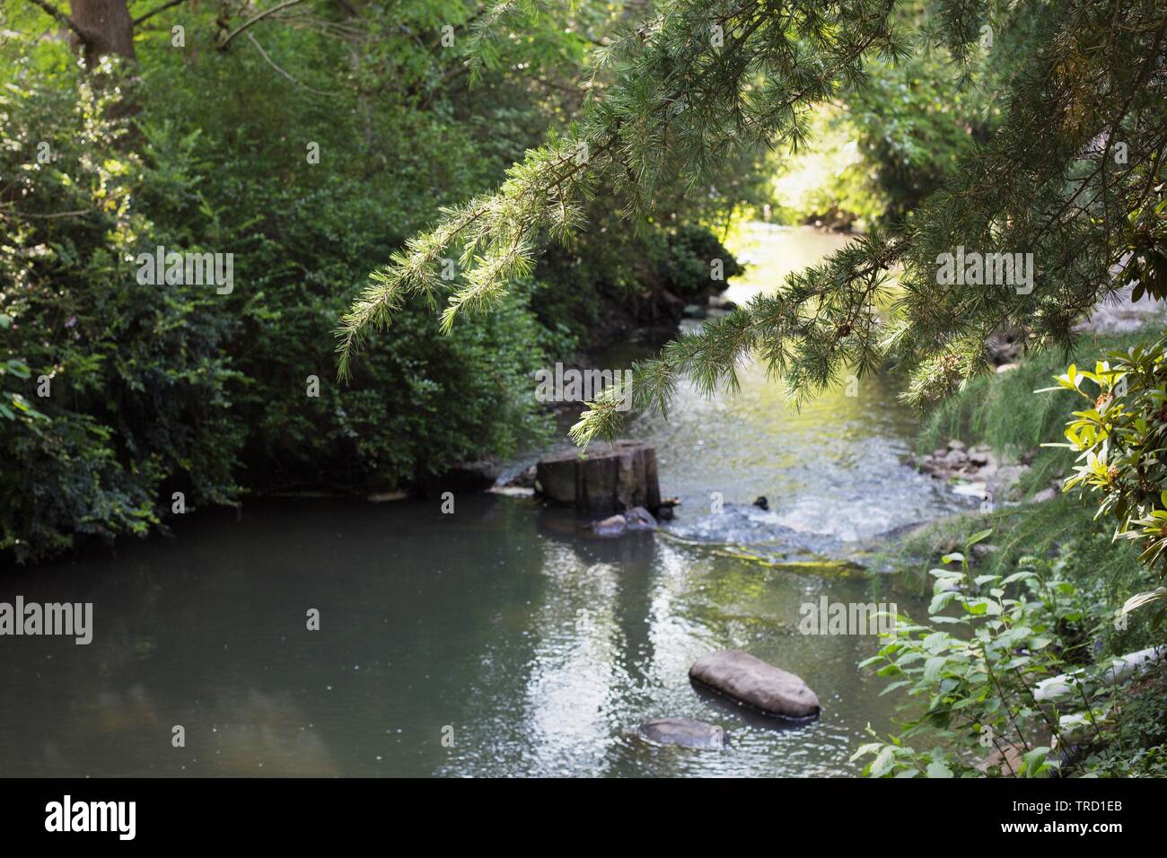 Springer creek hi-res stock photography and images - Alamy