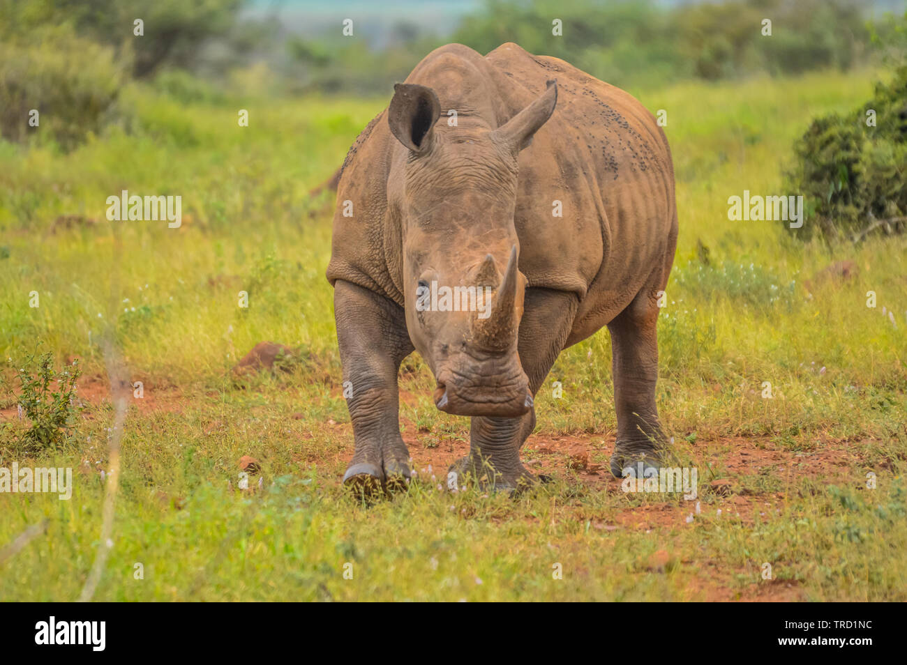 Portrait of cute male bull white Rhino or Rhinoceros in a group in ...
