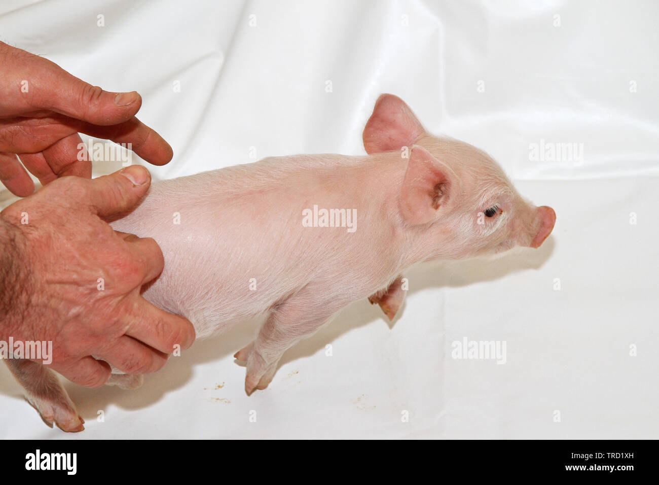 Pig catching hi-res stock photography and images - Alamy