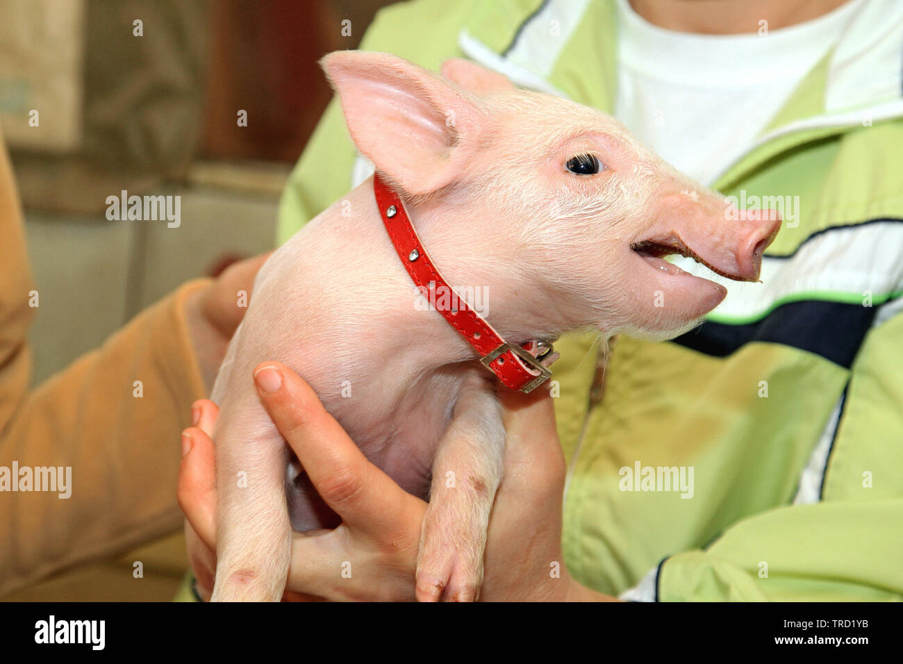 Holding Small Piglet With Red Collar Stock Photo - Alamy