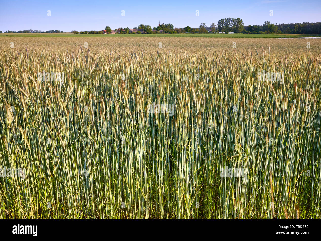 Rye plant hi-res stock photography and images - Alamy