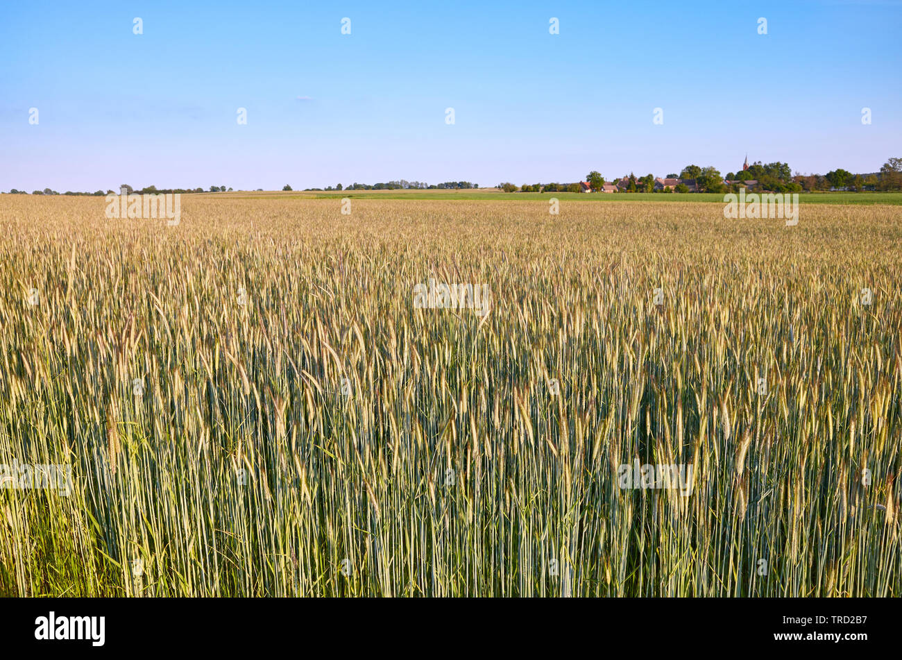 Rye plant hi-res stock photography and images - Alamy