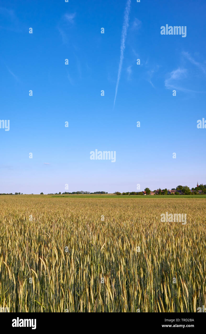 Rye landscape hi-res stock photography and images - Alamy