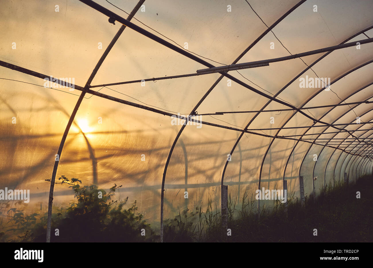 Interior of a plastic greenhouse illuminated by the sunset, color toned ...