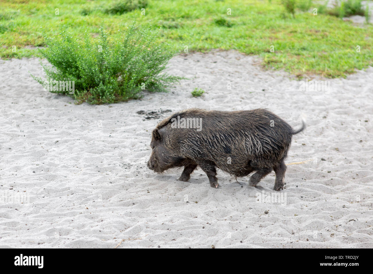 Pig at the petting zoo at Showcase of Citrus, Florida Stock Photo - Alamy