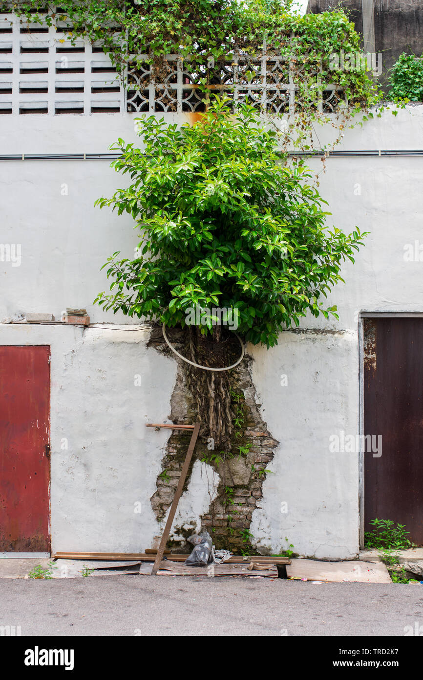 Large bush growiing from exposed brick work of old white plastered wall ...