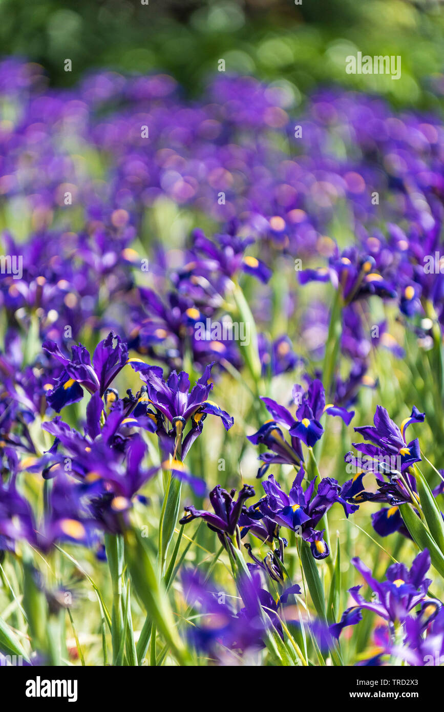 A flower bed of Dutch Iris hollandica Purple Sensation flowers in a ...