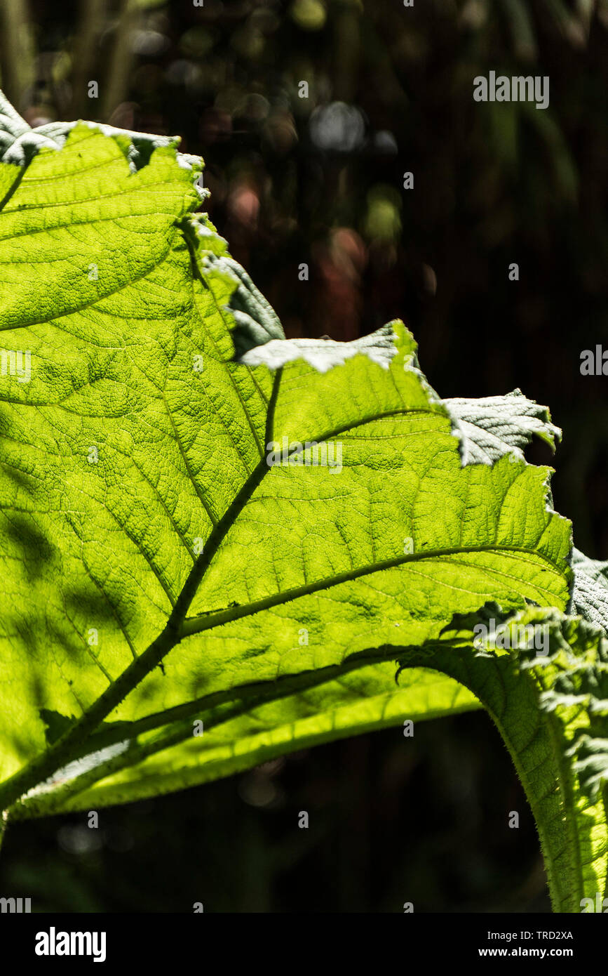 Sub reniform leaf hi-res stock photography and images - Alamy