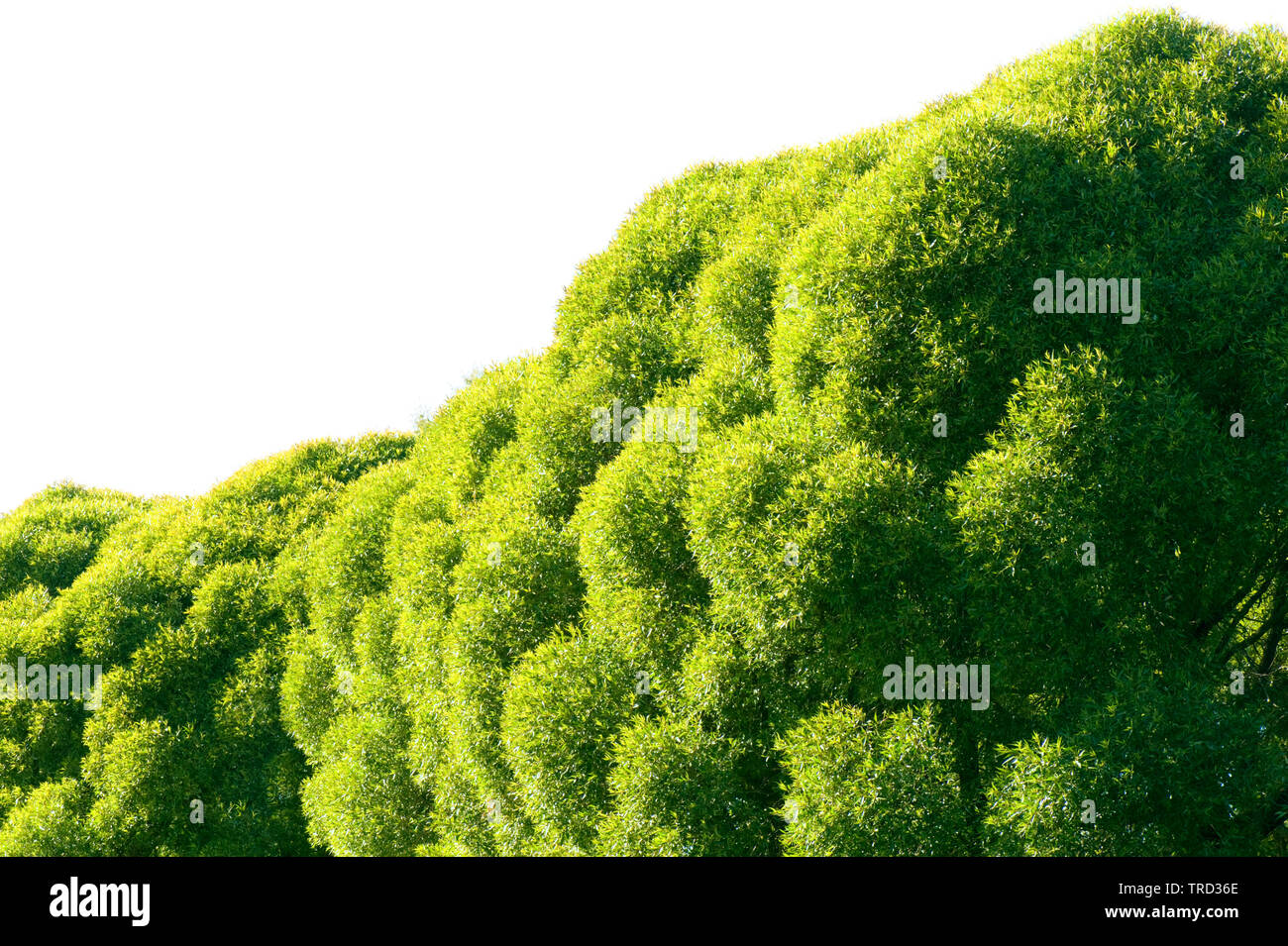 Crack willow (Salix fragilis) treetops against white background Stock ...