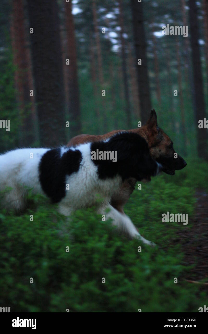 Newfie puppy hi-res stock photography and images - Alamy