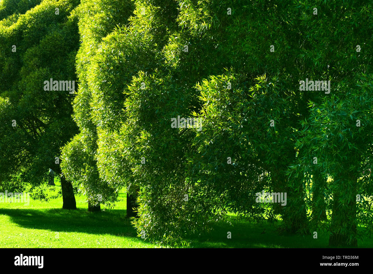 Crack willow trees (Salix fragilis Stock Photo - Alamy