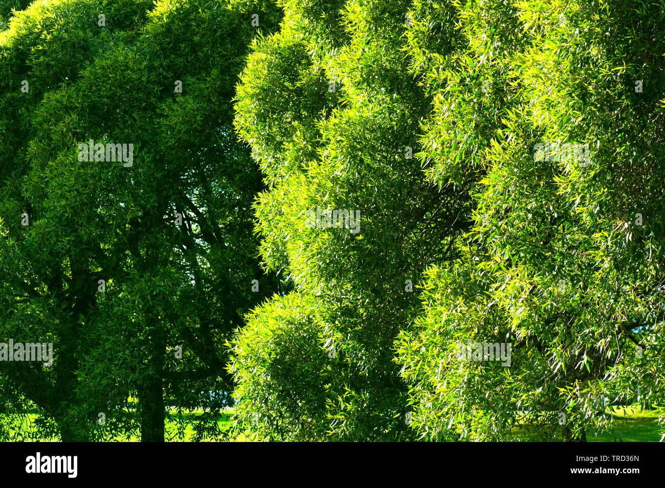 Crack willow tree (Salix fragilis) branches and leaves Stock Photo - Alamy