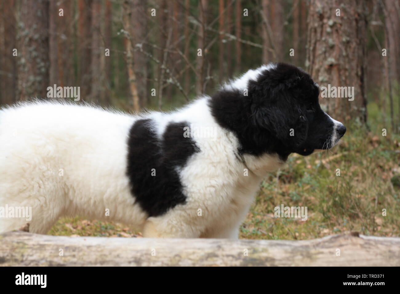 Newfoundland dog running hi-res stock photography and images - Alamy