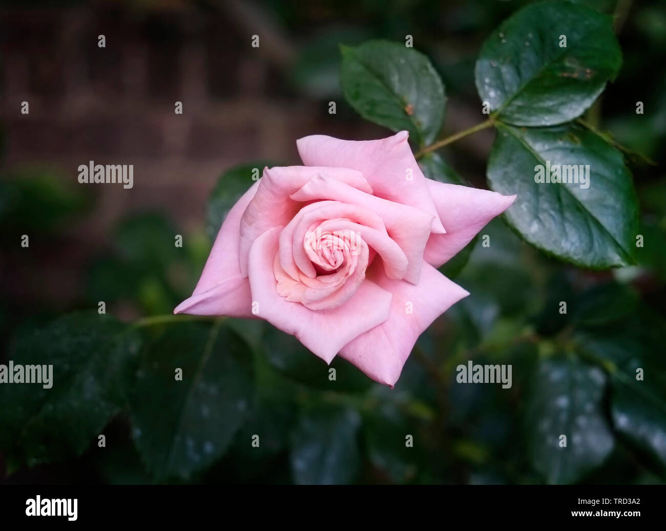 English open rose hi-res stock photography and images - Alamy