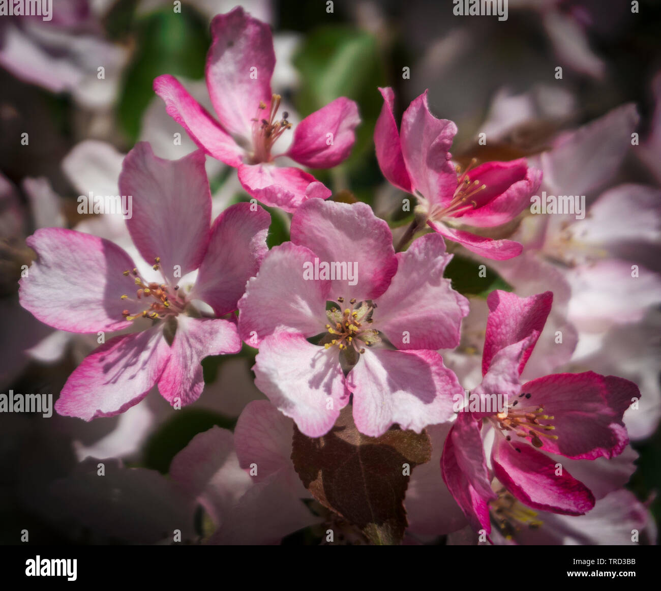 Macro image apple blossom hi-res stock photography and images - Alamy