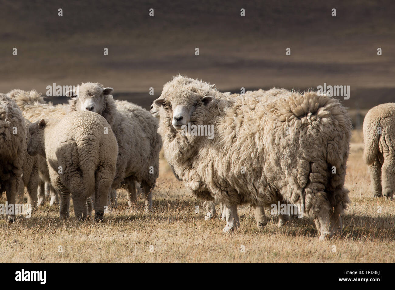 Sheep ranch patagonia hi-res stock photography and images - Alamy