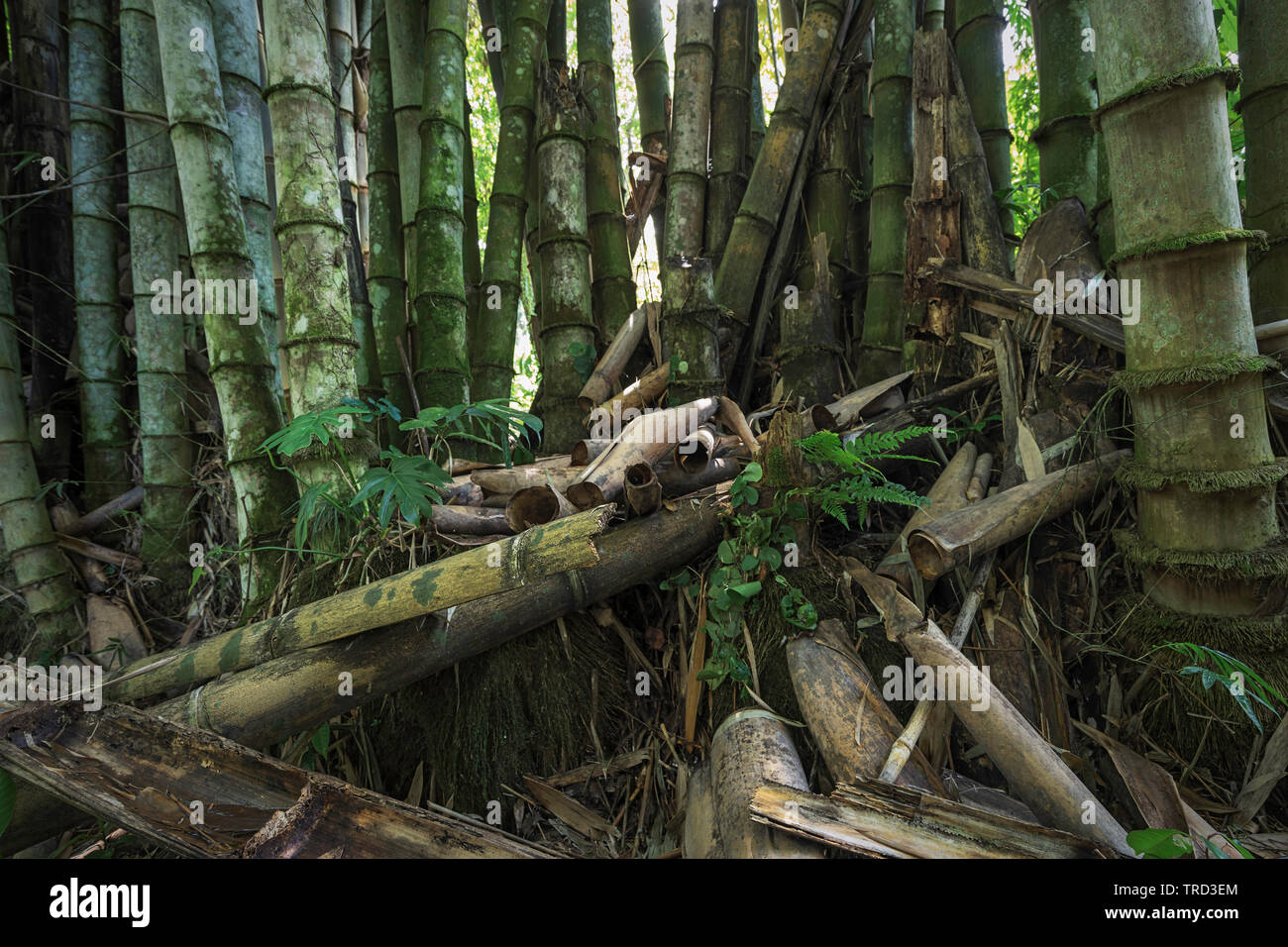 BAMBOO FOREST AND FALLEN BAMBOO IN COSTA RICA ON THE CARIBBEAN SIDE ...