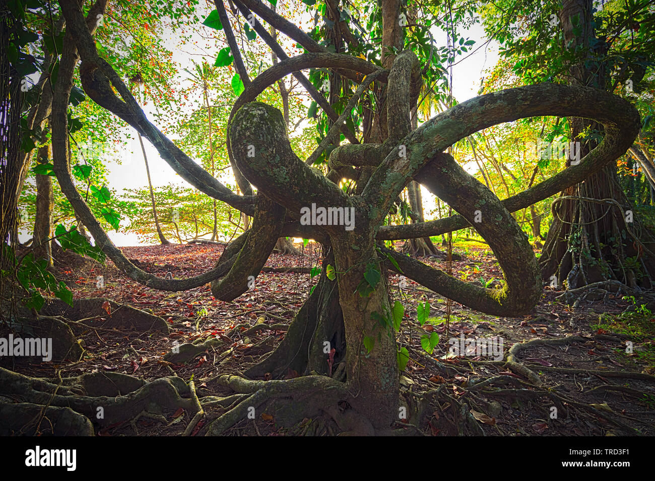 Entwined trees hi-res stock photography and images - Alamy