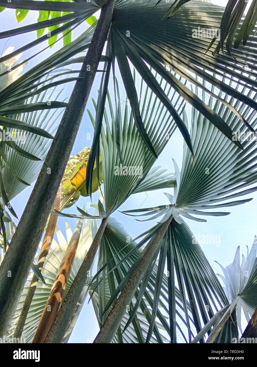 Tropical fan palm hi-res stock photography and images - Alamy