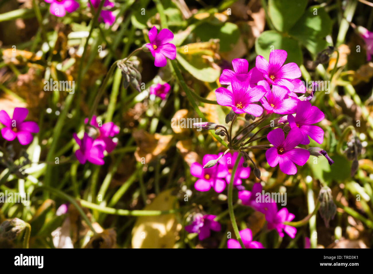 Oxalis articulate hi-res stock photography and images - Alamy