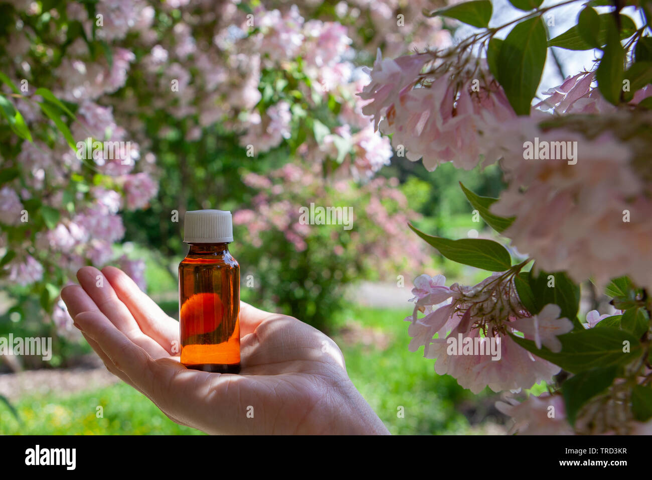 Essential herbs, oil and camomile flowers. Camomile - natural healing ...