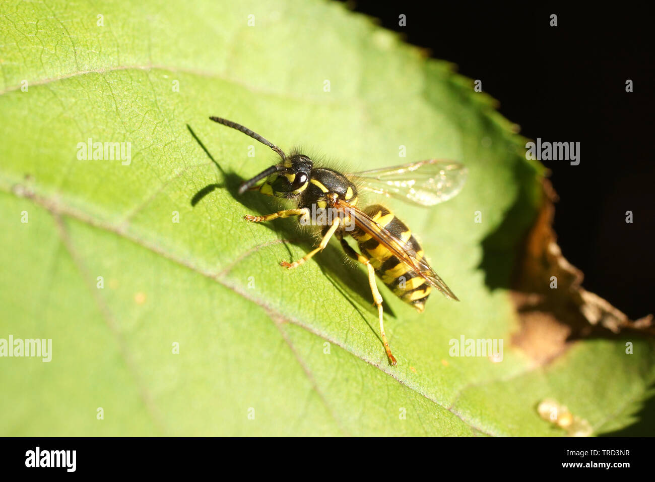 Insekten wespe hi-res stock photography and images - Alamy