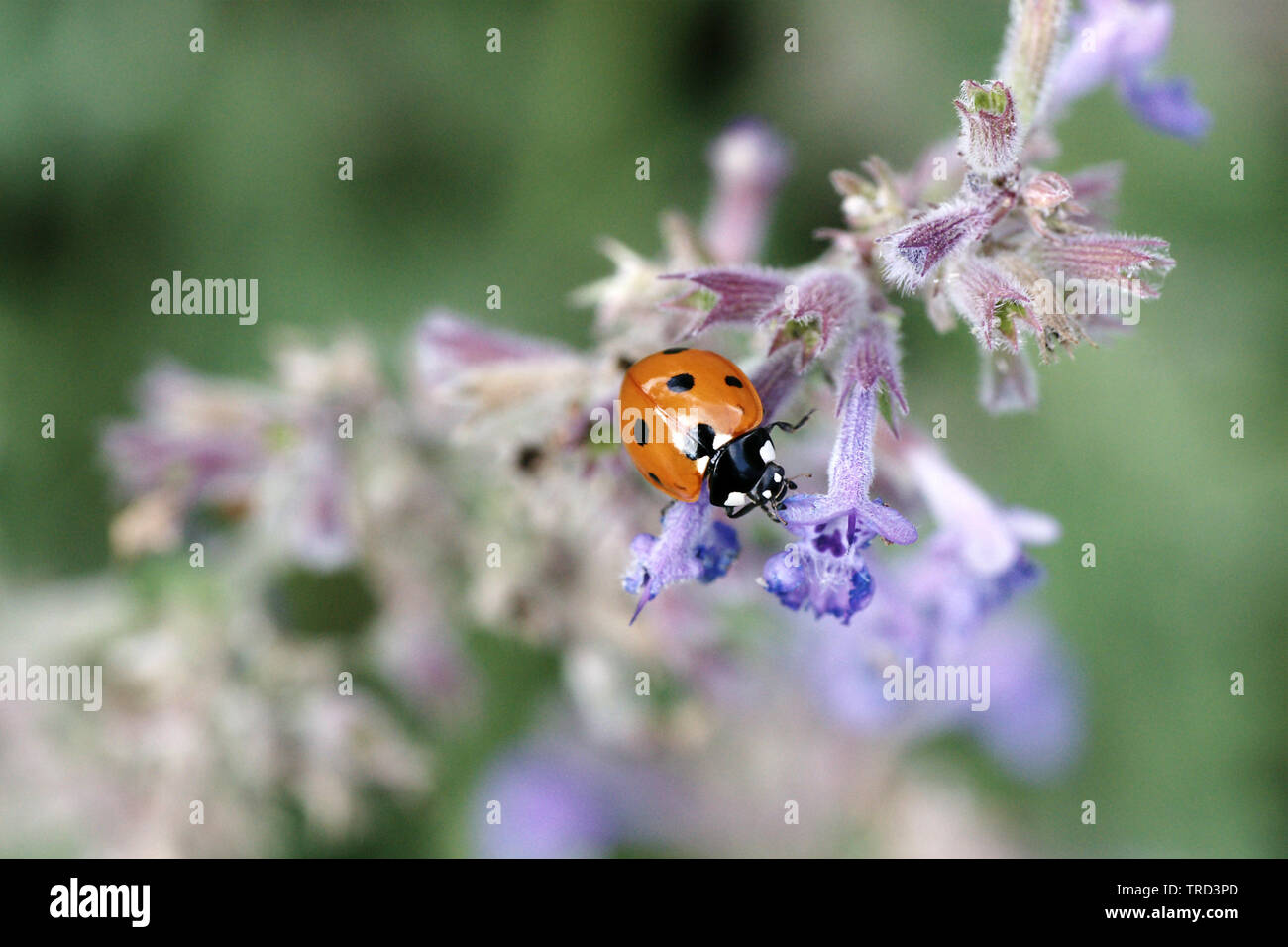 Marienkäfer hi-res stock photography and images - Alamy