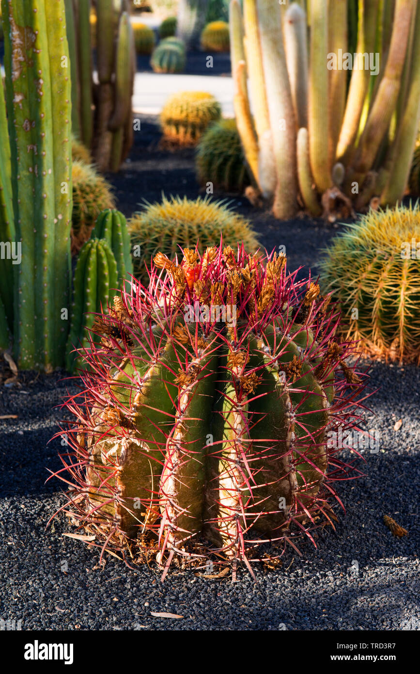 Blue Barrel Cactus at Sunnylands Center & Gardens near Palm Springs ...
