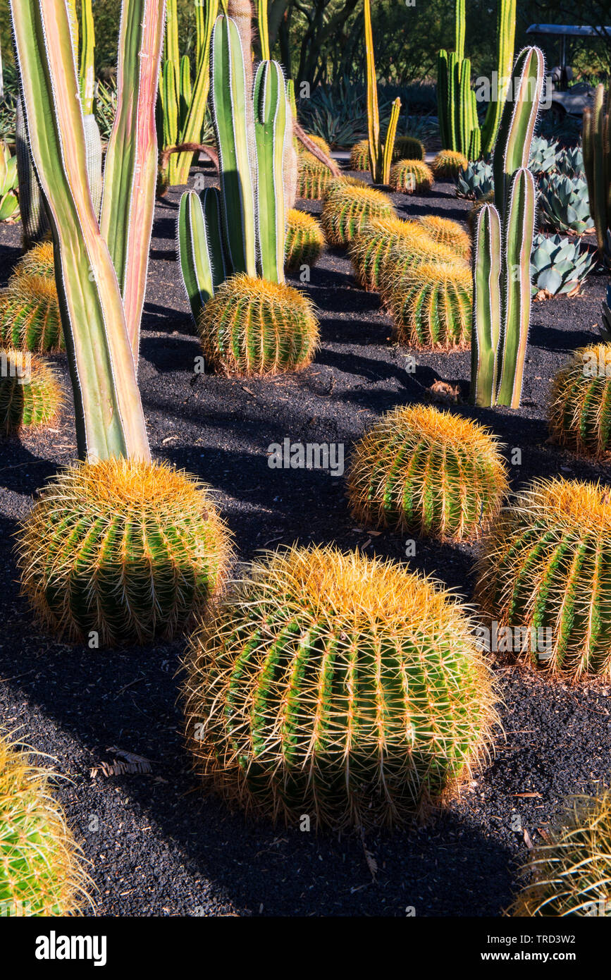 Golden Barrel Cactus in Sunnylands Center & Gardens, Rancho Mirage ...