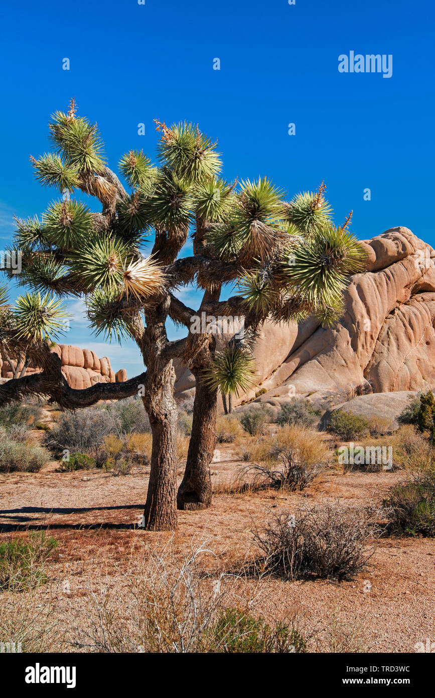 Desert Landscape and Boulder Formation in Joshua Tree National Park ...