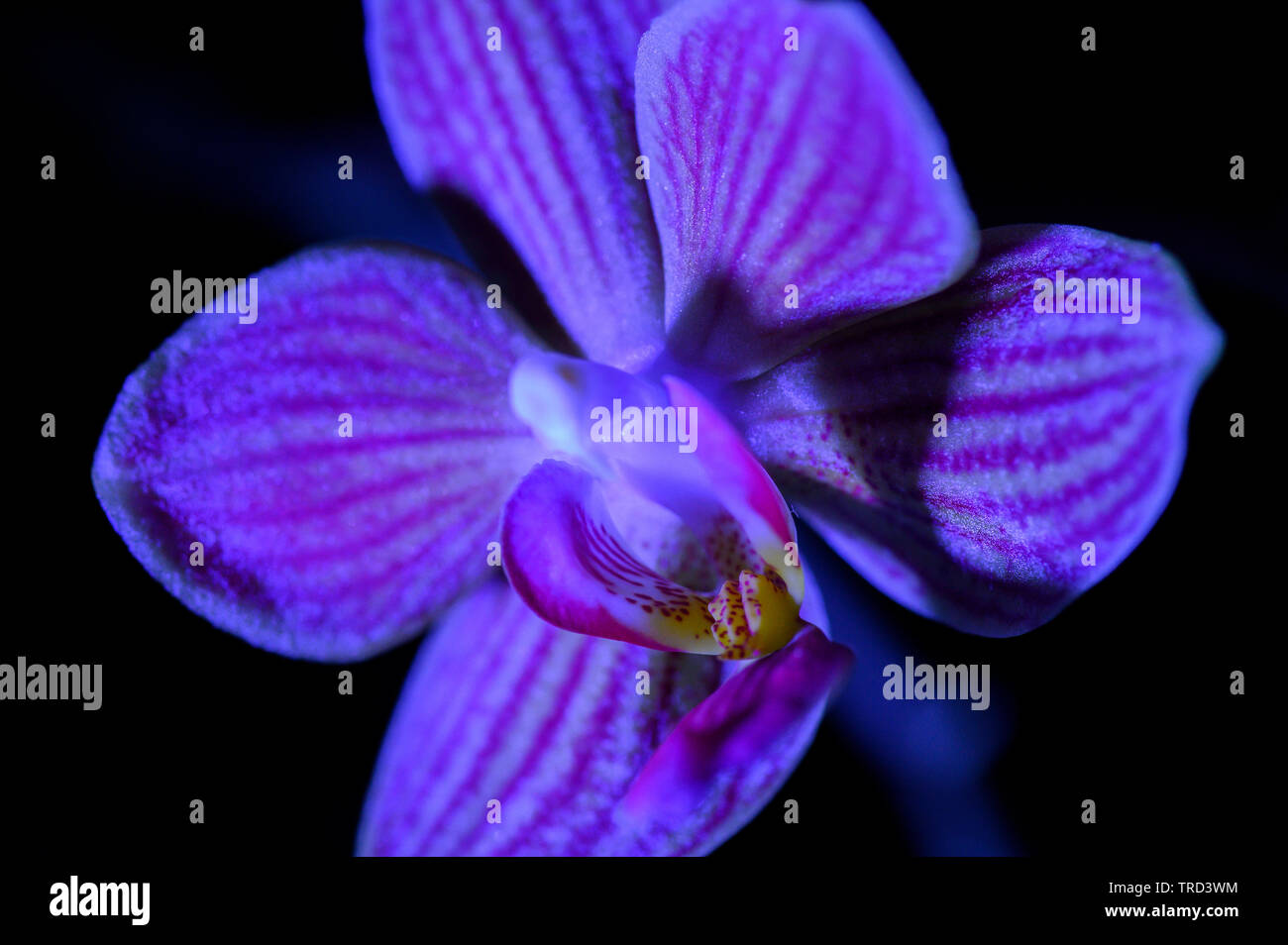 Ultra violet orchid Stock Photo - Alamy