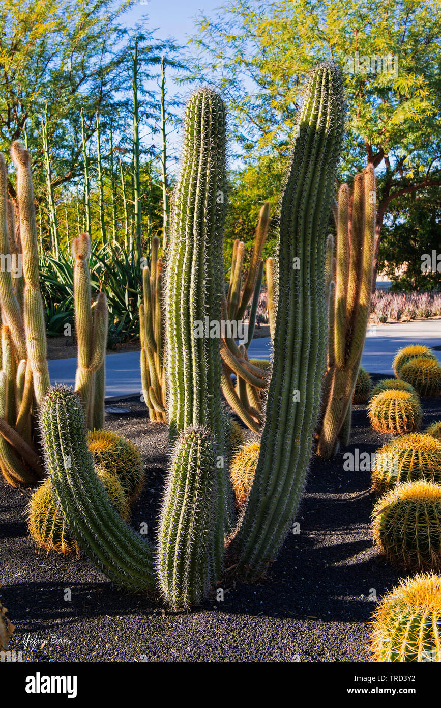 Organ Pipe Cactus in Sunnylands Center & Gardens, Rancho Mirage ...