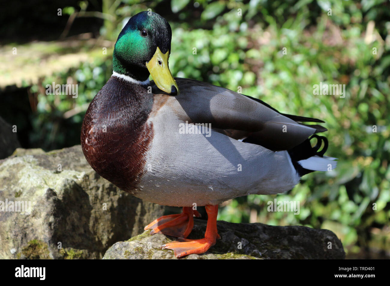 Male mallard looking into camera hi-res stock photography and images ...