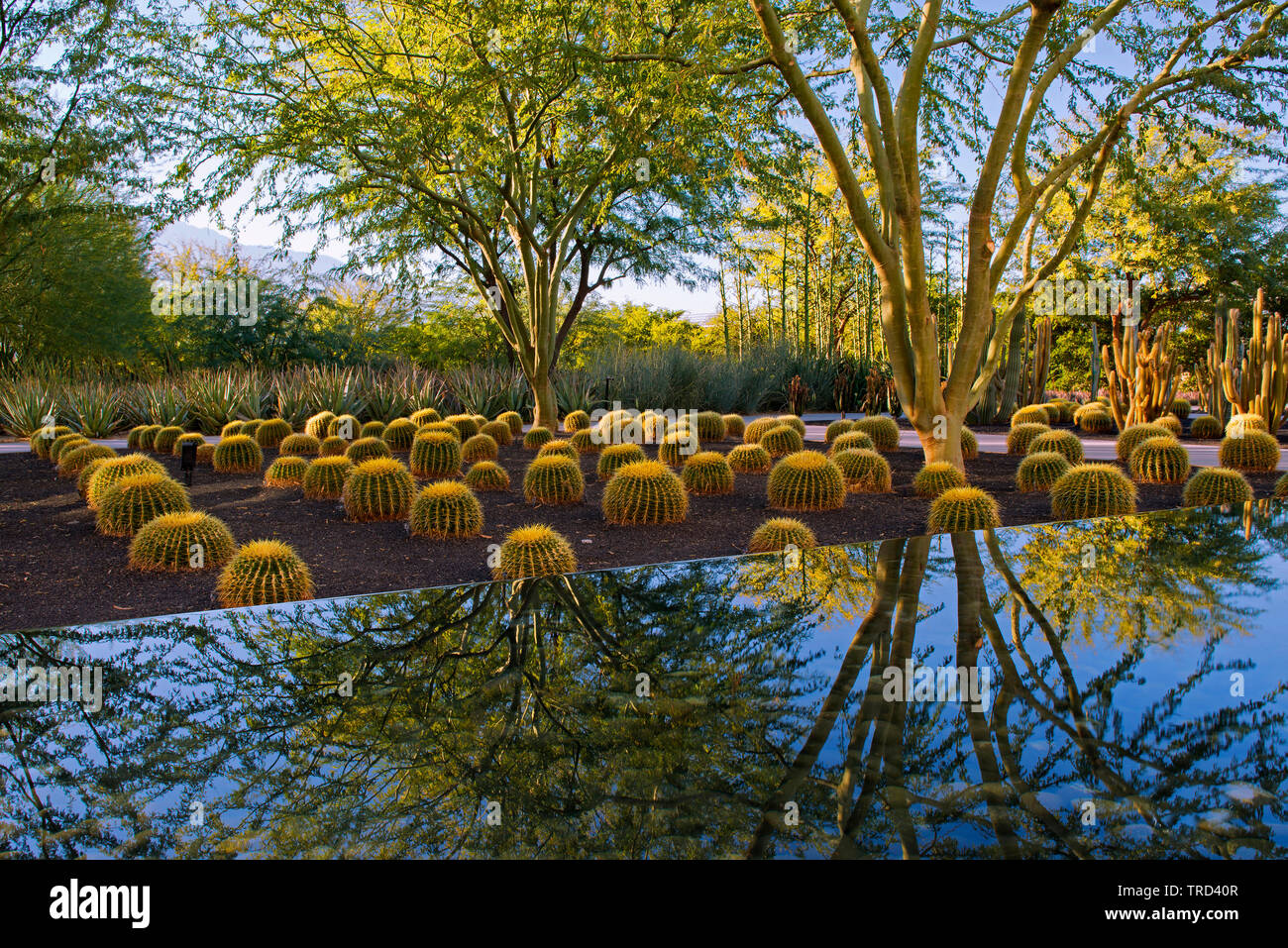 Beautiful grounds at Sunnylands Center & Gardens is a work of modern ...