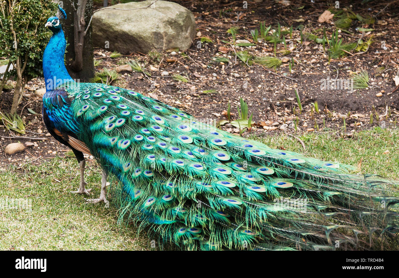 A blue and green peacock is standing on grass with his beautiful long ...