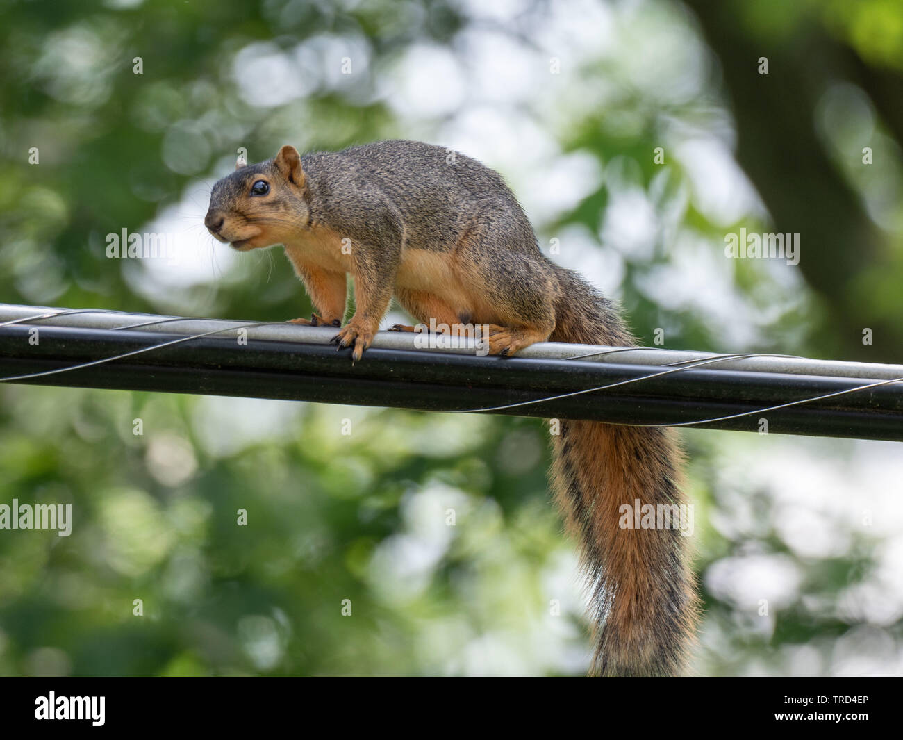 Squirrel on the wire hi-res stock photography and images - Alamy
