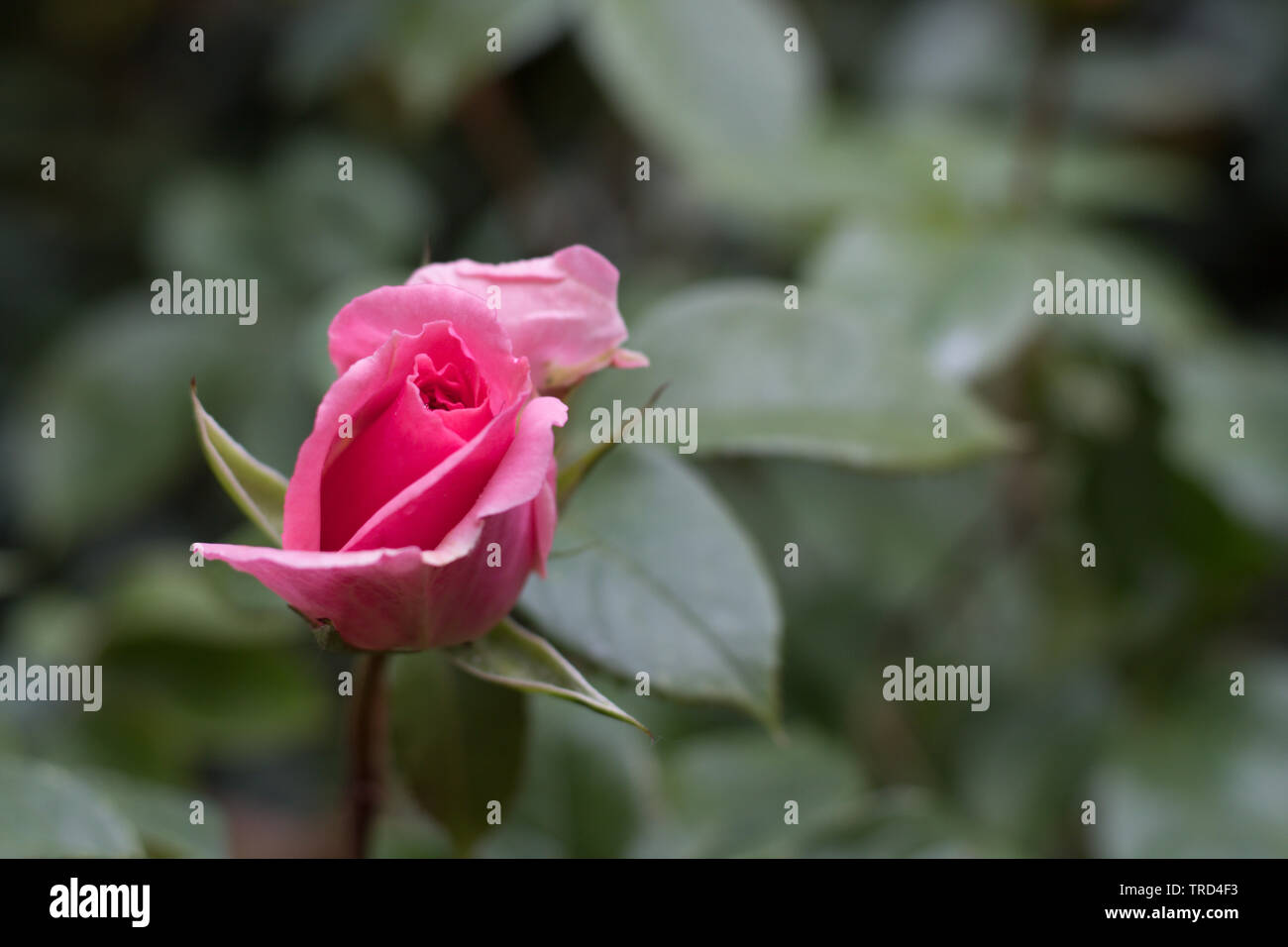 Pink blooming rose Stock Photo - Alamy