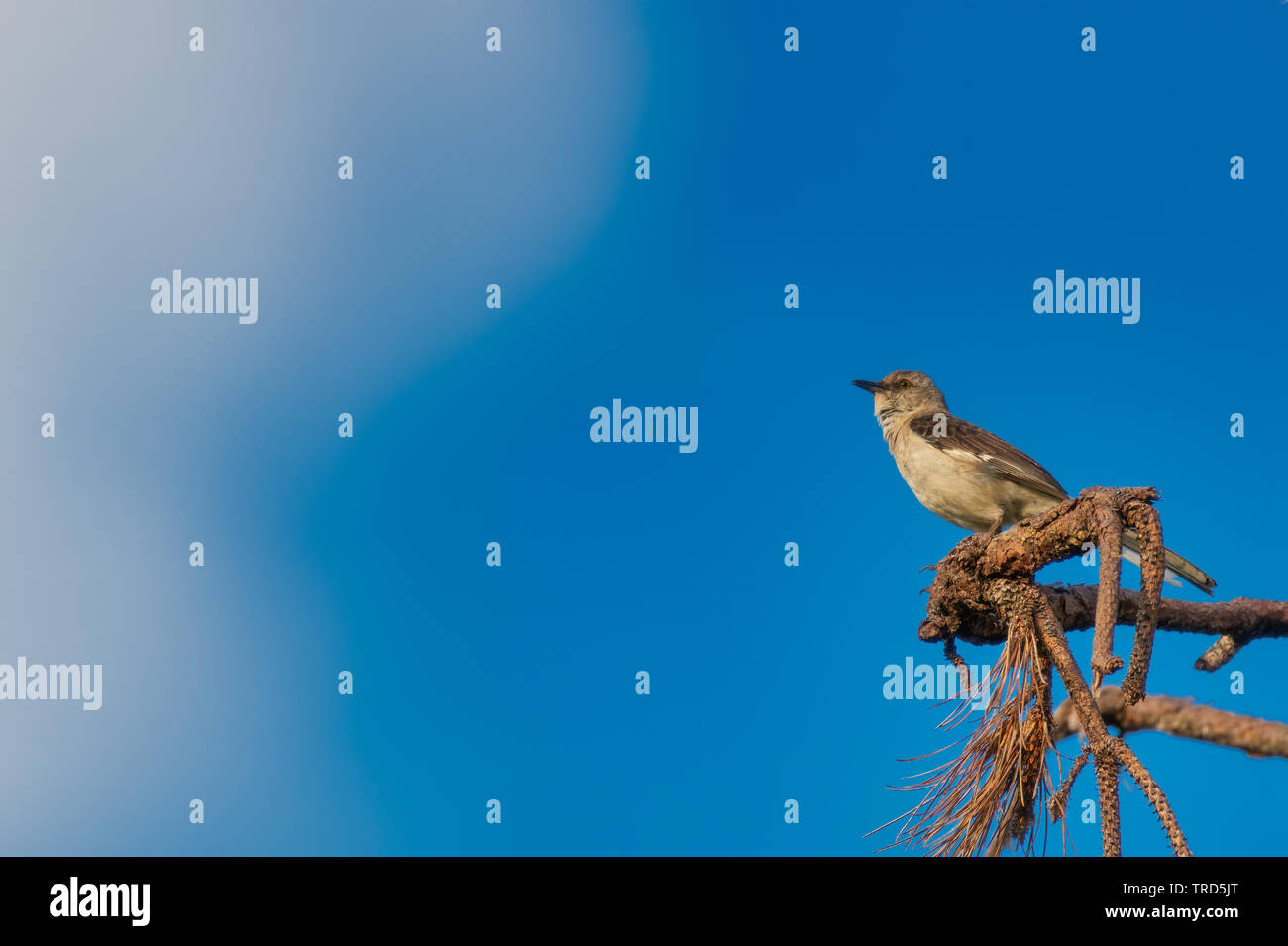 Florida state bird, the mocking bird. Pearched on dead pine tree. Tree ...